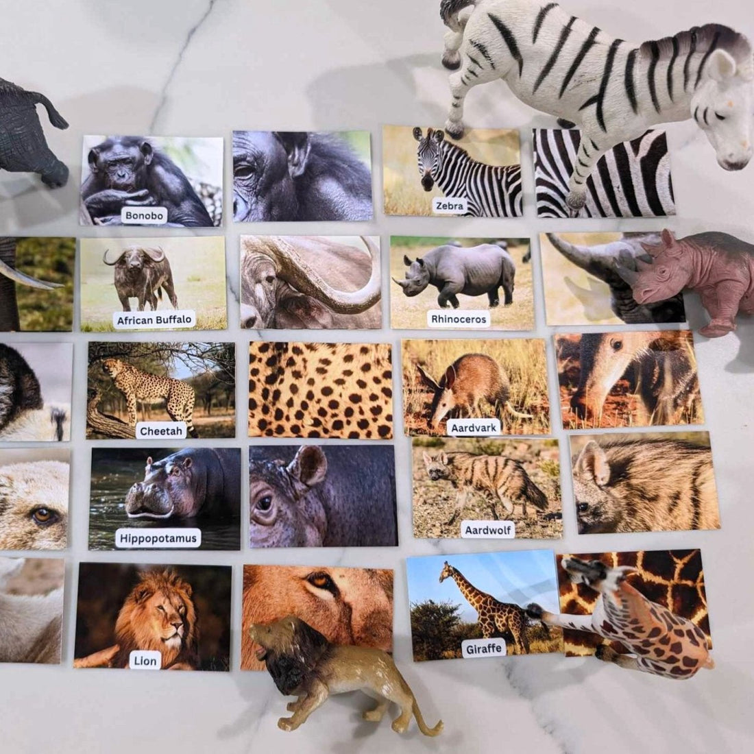 African Animal Matching Images Printable - Digital Download – Bean and ...